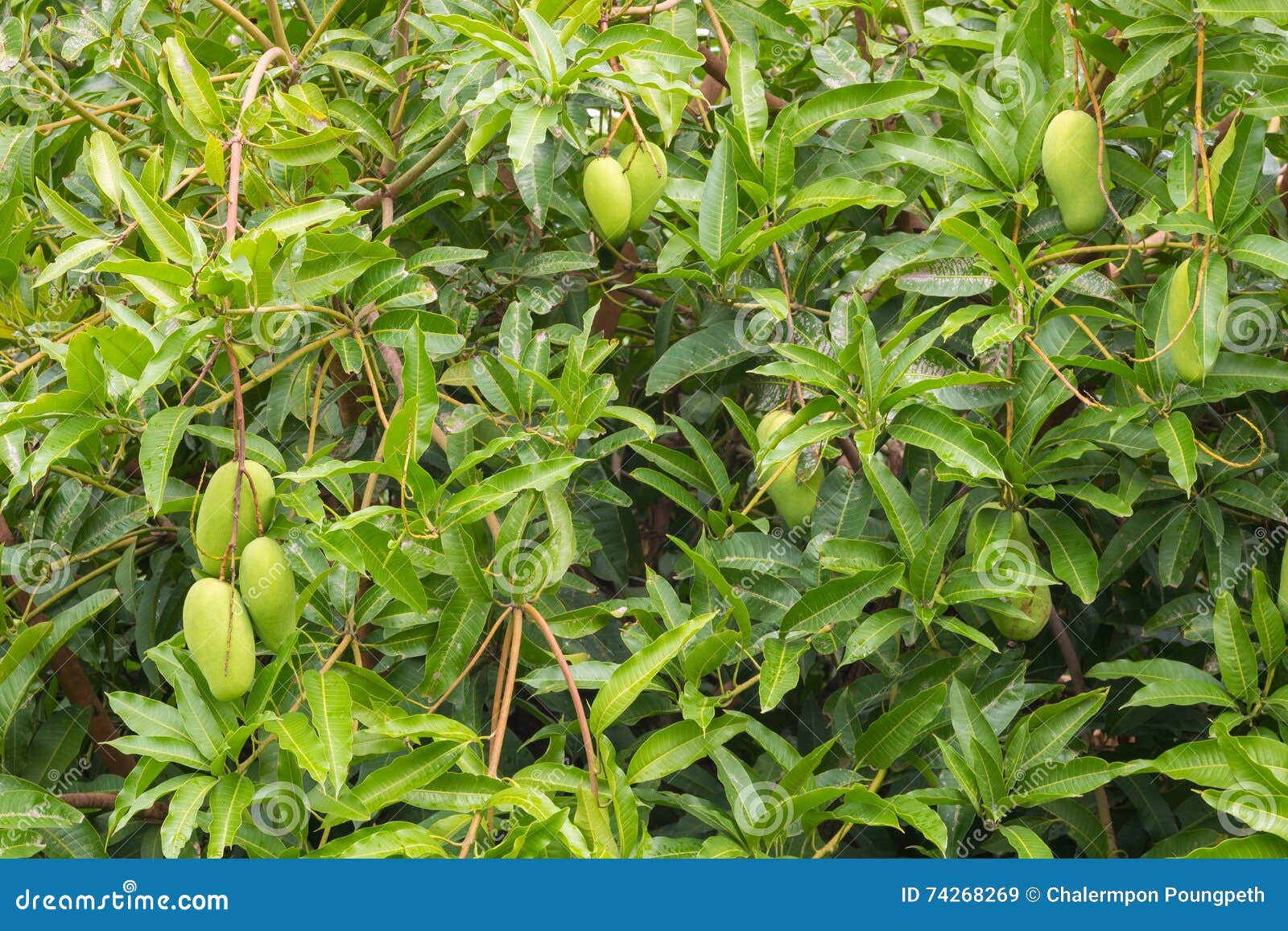 Mango tree with fruits stock image. Image of farm, plant - 74268269