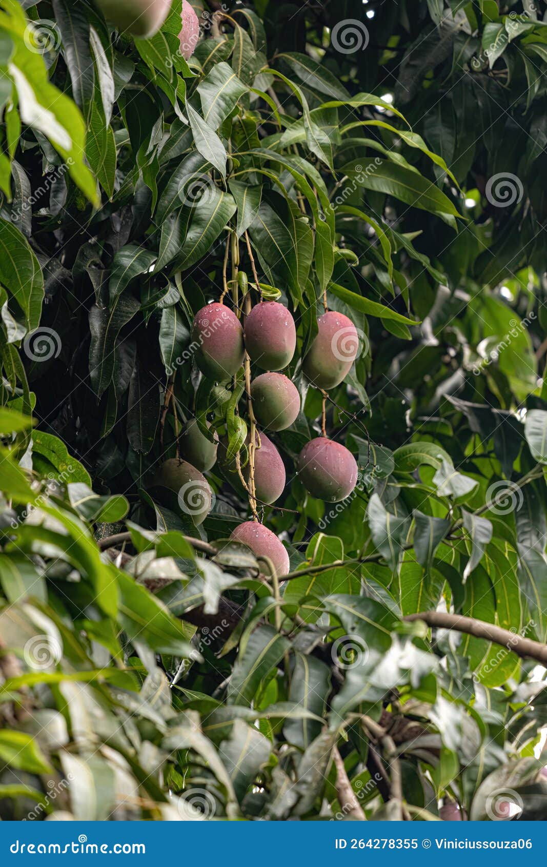 Mango tree with fruits stock image. Image of fruit, ripe - 264278355