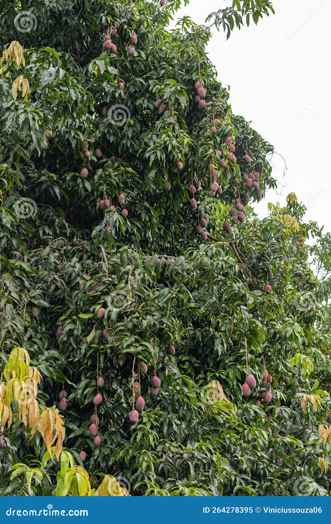 Mango tree with fruits stock image. Image of fruit, organic - 264278395