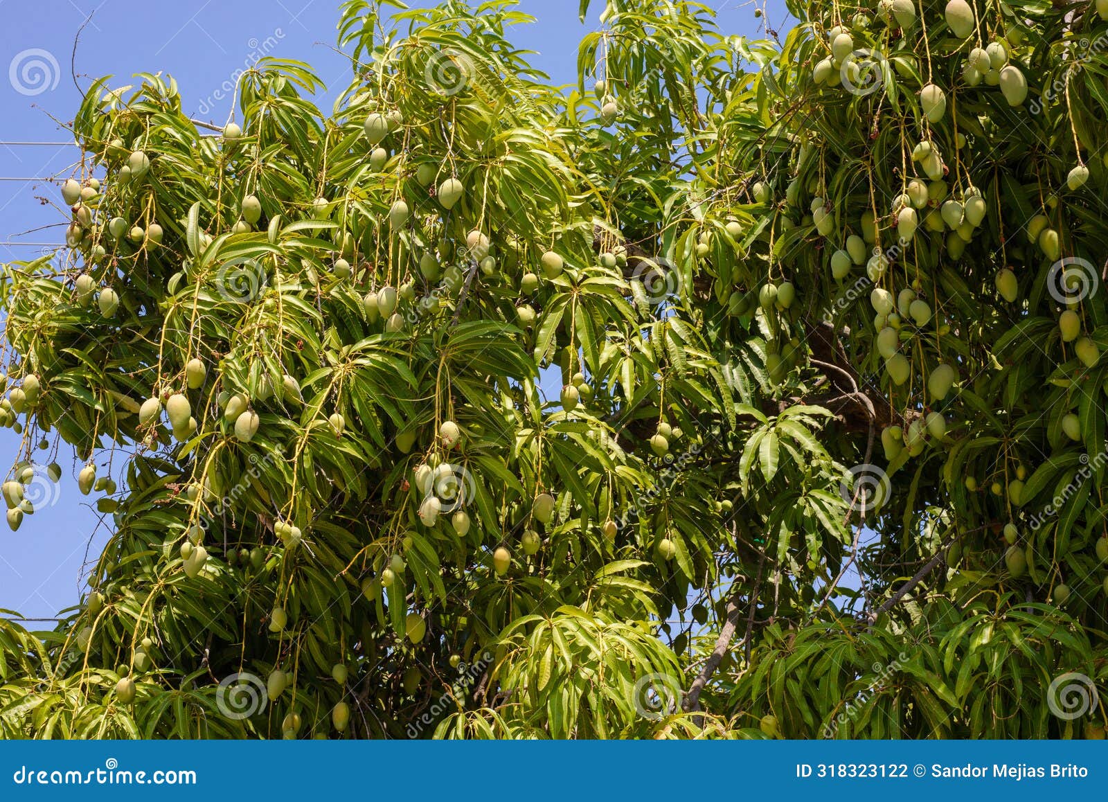 Mango tree with fruits. stock photo. Image of healthy - 318323122