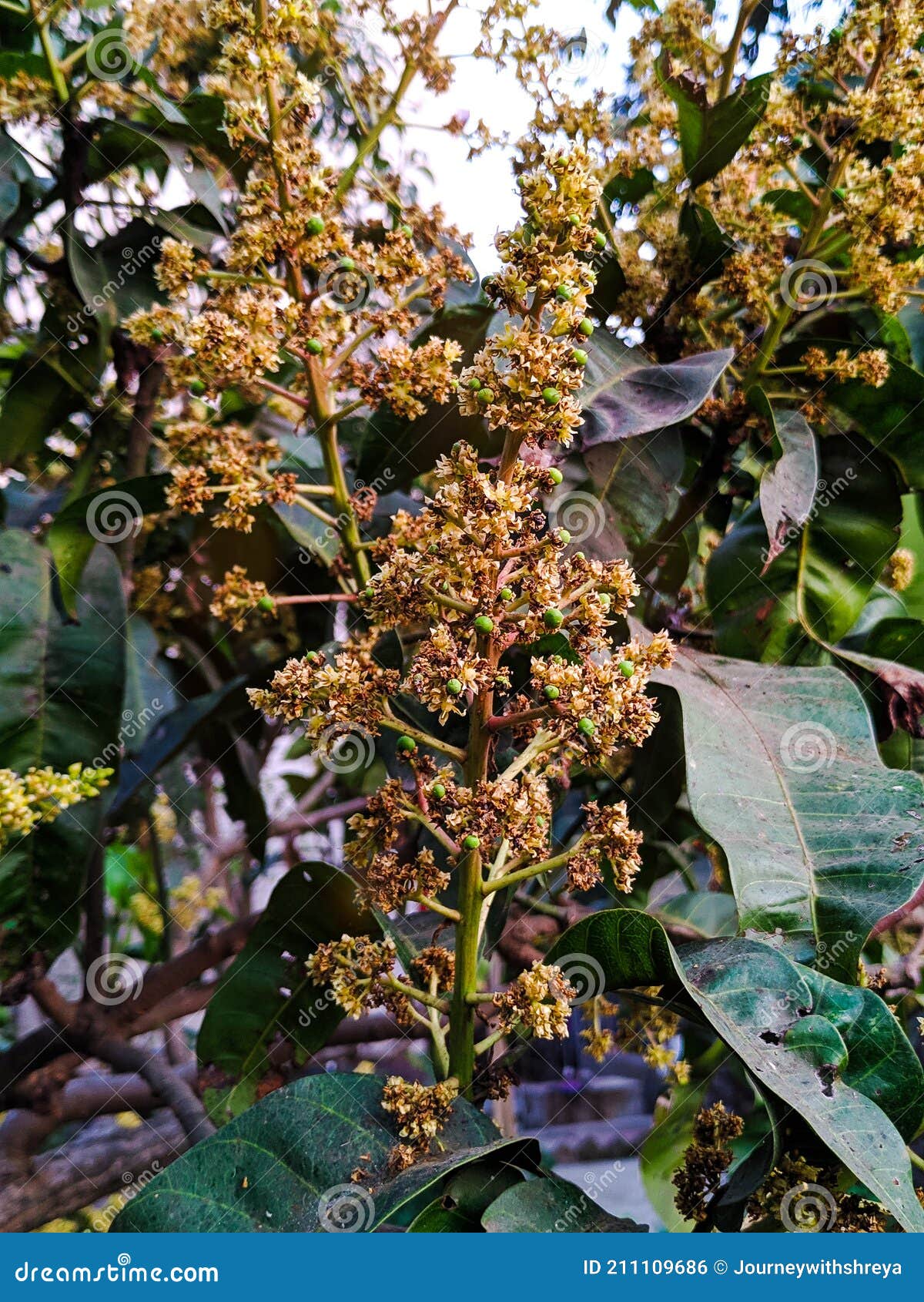 The Mango Tree is Full with Mango Buds Stock Photo - Image of ...
