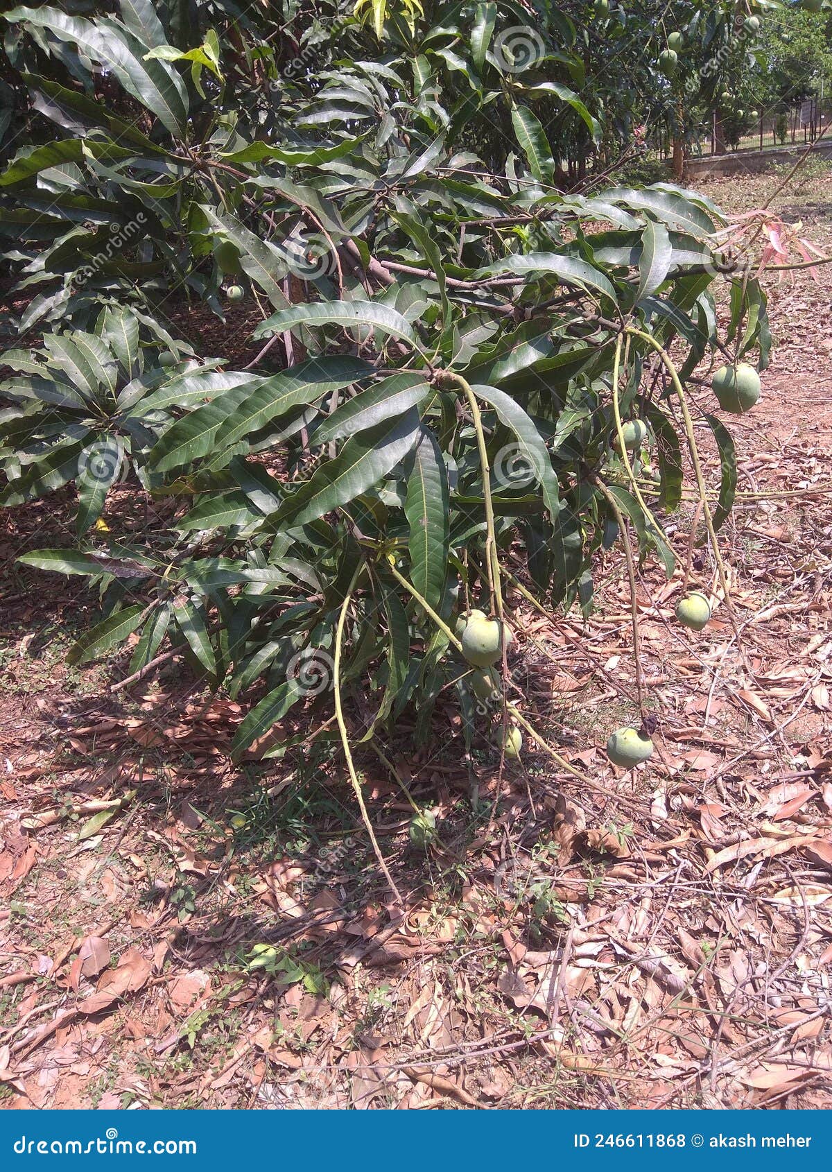 Mango tree full of mango stock photo. Image of garden - 246611868