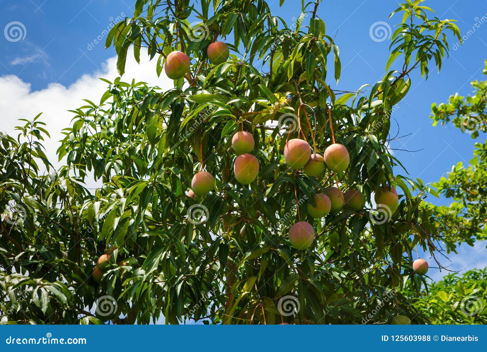 Mango Tree Full of Fruit stock photo. Image of agriculture - 125603988