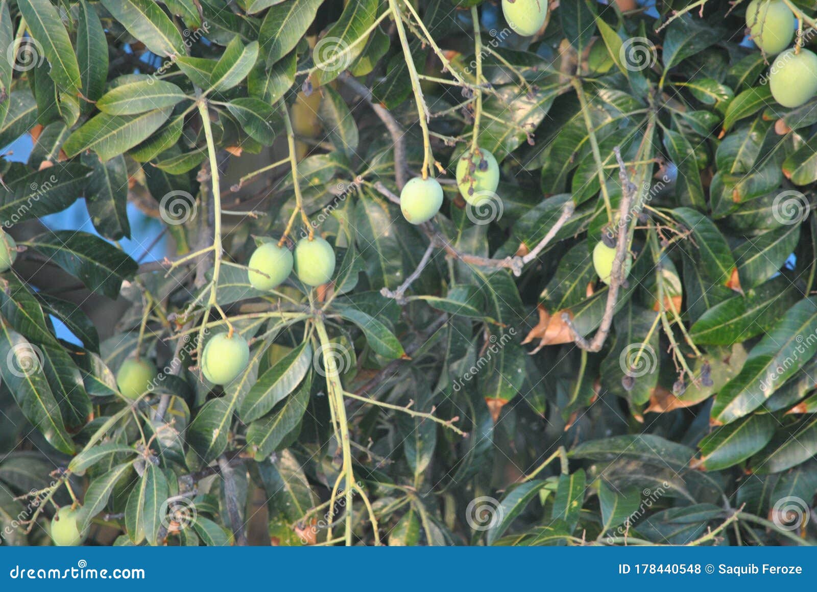 Mango Tree Fully Loaded with Fruits Stock Photo - Image of fruits ...