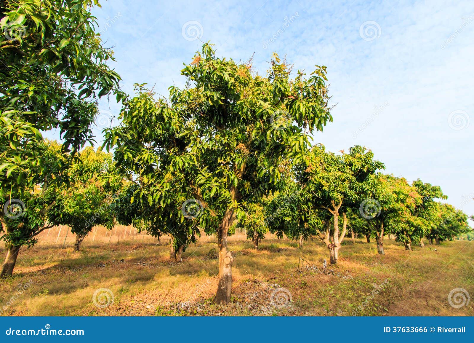 Mango tree stock photo. Image of hawaiian, branch, dessert - 37633666