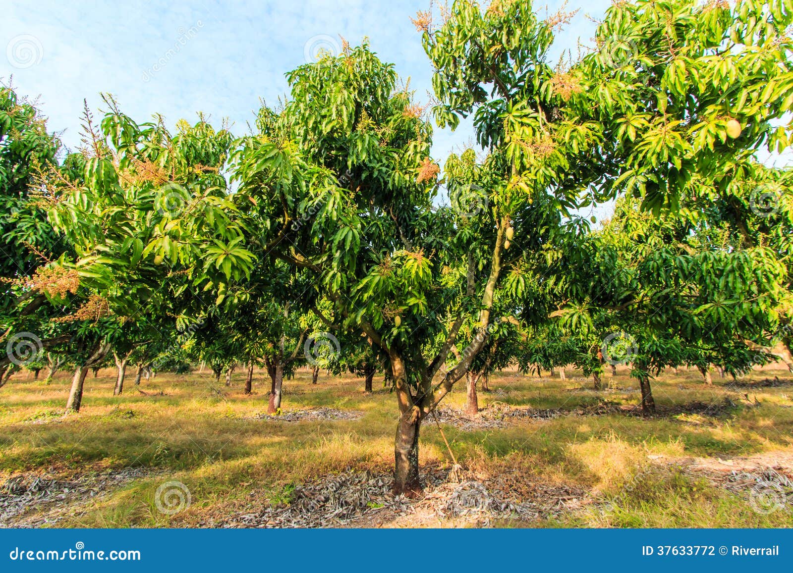 Mango tree stock photo. Image of green, plant, hawaii - 37633772