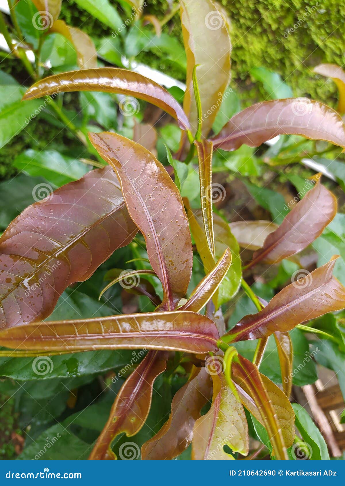 Mango Tree Garden Morning Peak Stock Photo - Image of insect, jungle ...