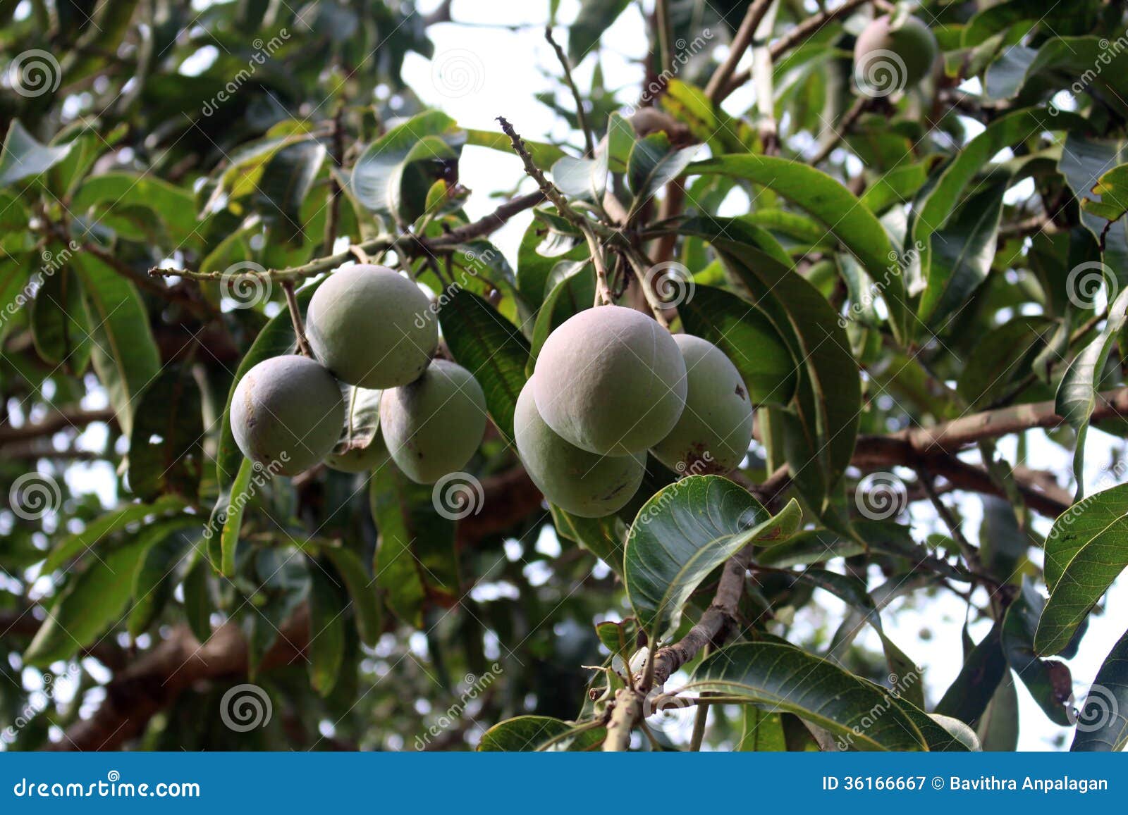 Mango tree stock image. Image of fresh, cuba, island - 36166667