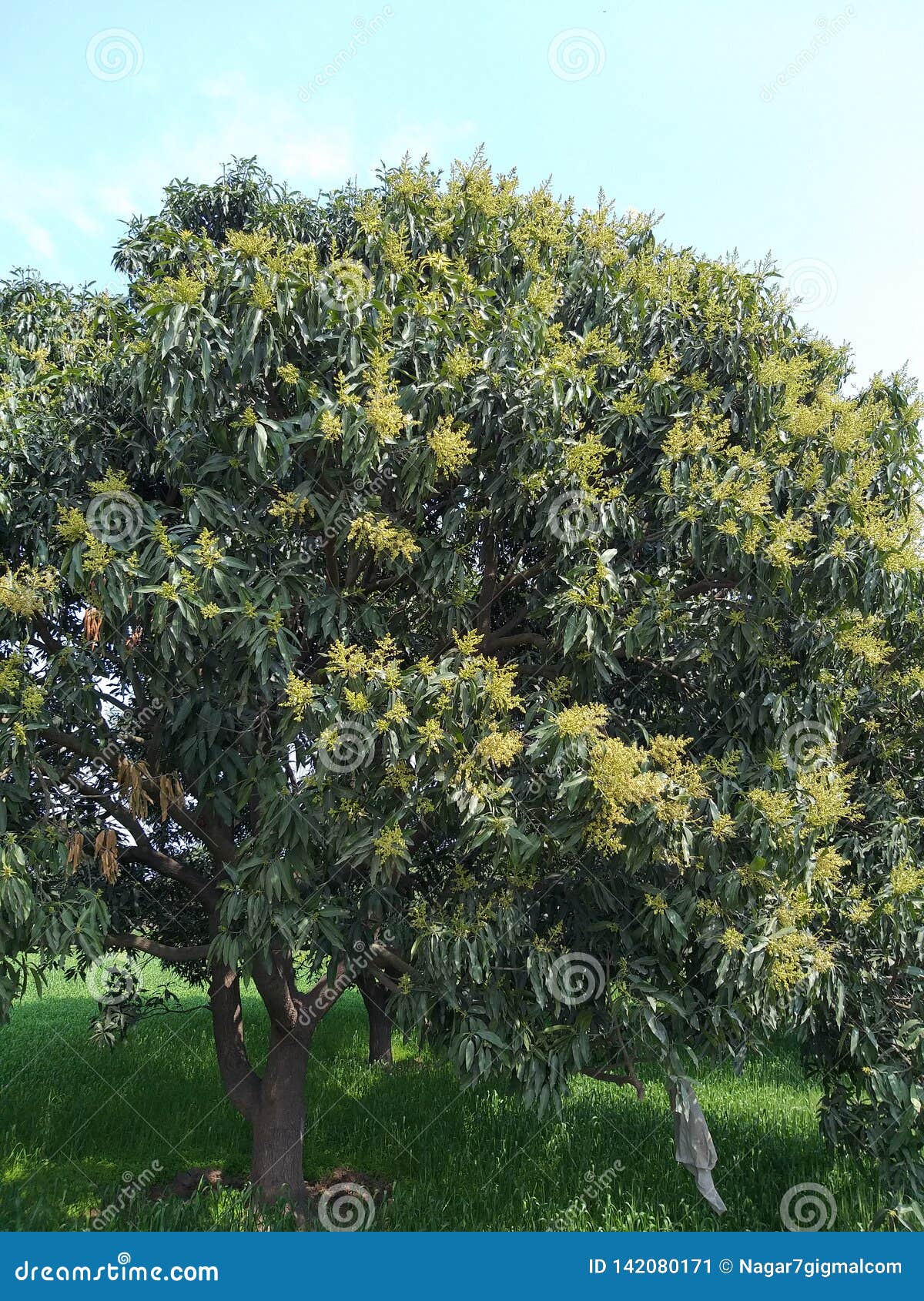 Mango tree stock image. Image of green, beautiful, tree - 142080171