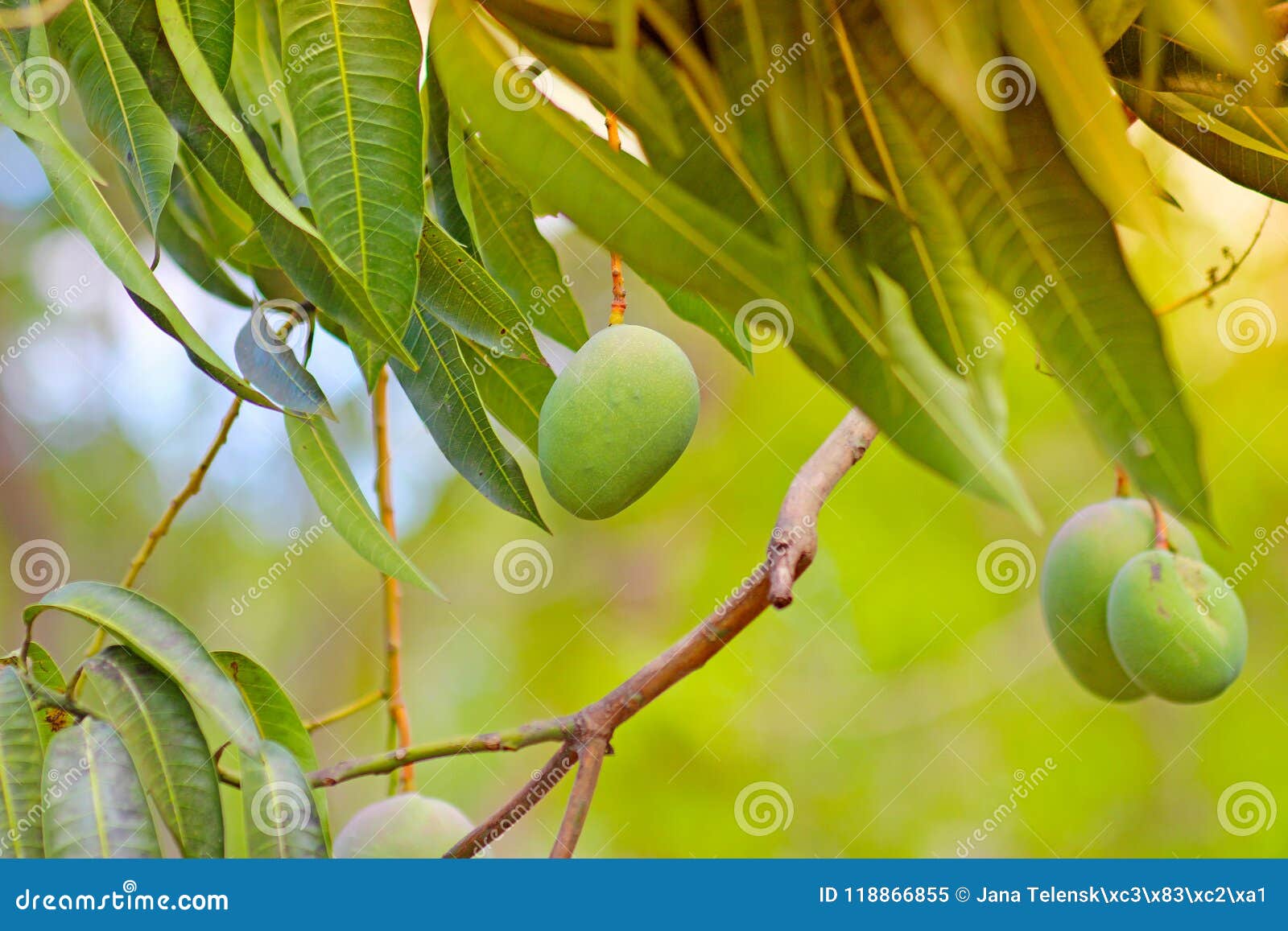 Mango on the tree stock image. Image of organic, cultivate - 118866855