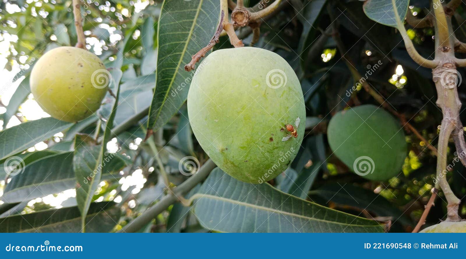 Close Up of Mangoes on a Mango Tree, Bee is Set on Mango Stock Photo ...