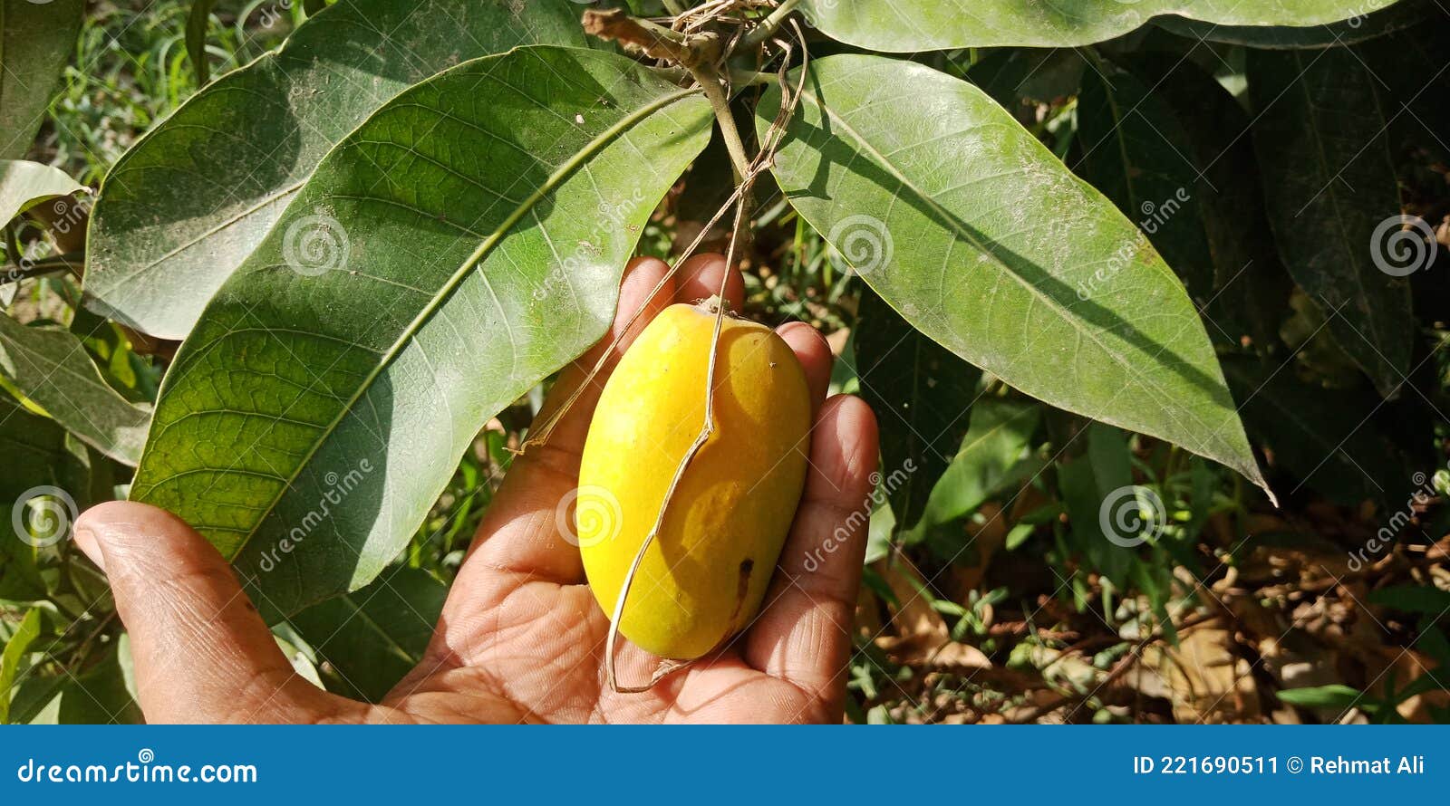 The Man is Holding Mango in His Hand, Close Up of Mangoes on a Mango ...