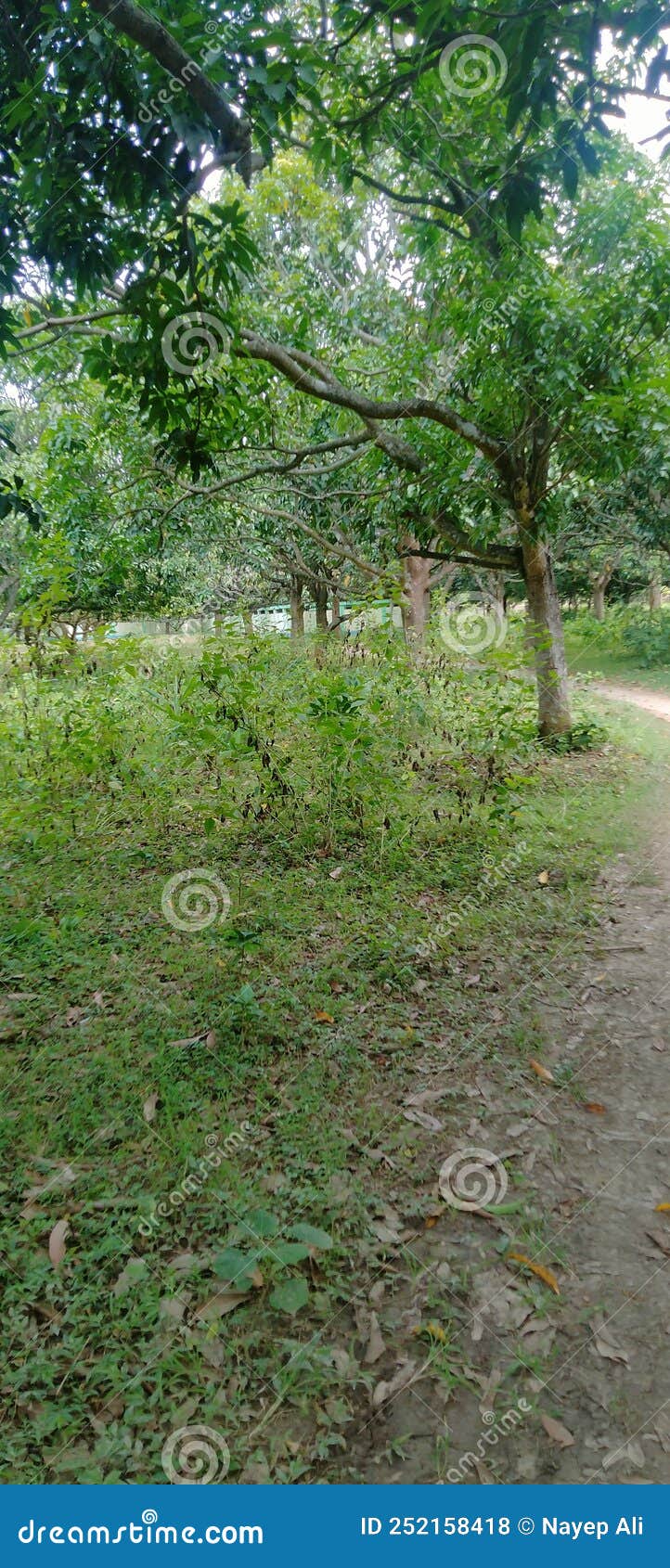 Mango tree greens stock photo. Image of garden, mango - 252158418