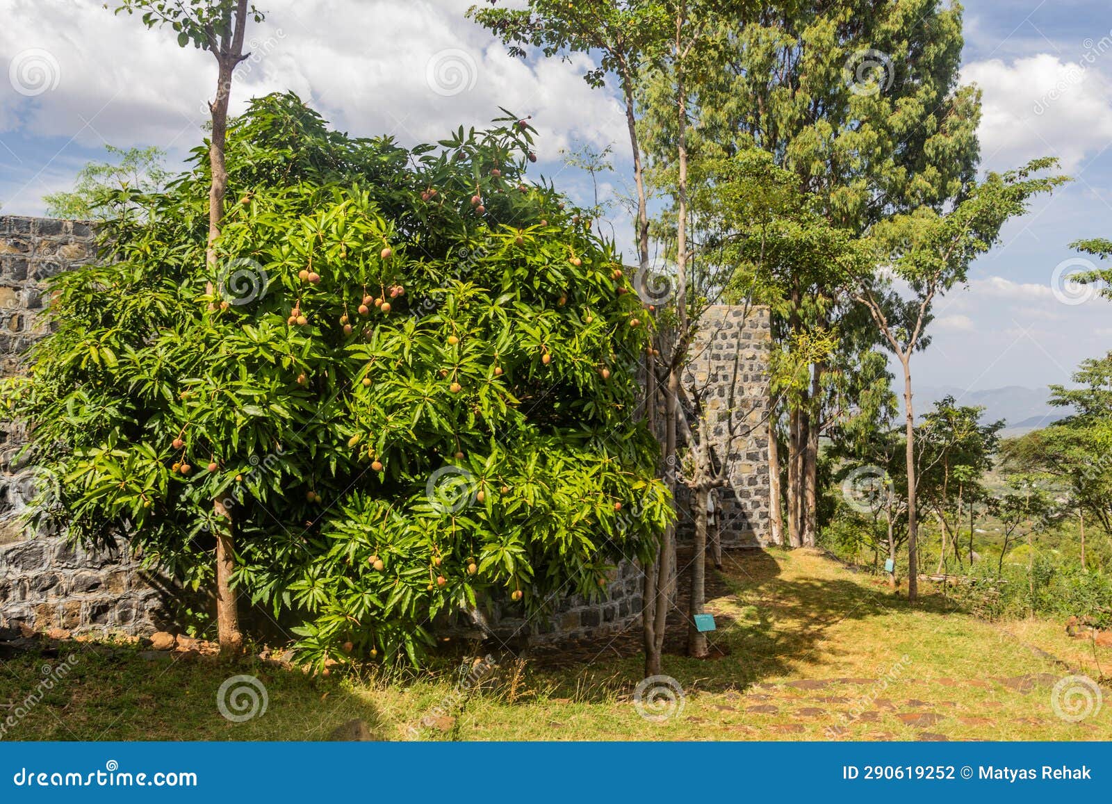 Mango Tree Growing in Konso, Ethiopi Stock Photo - Image of mango ...