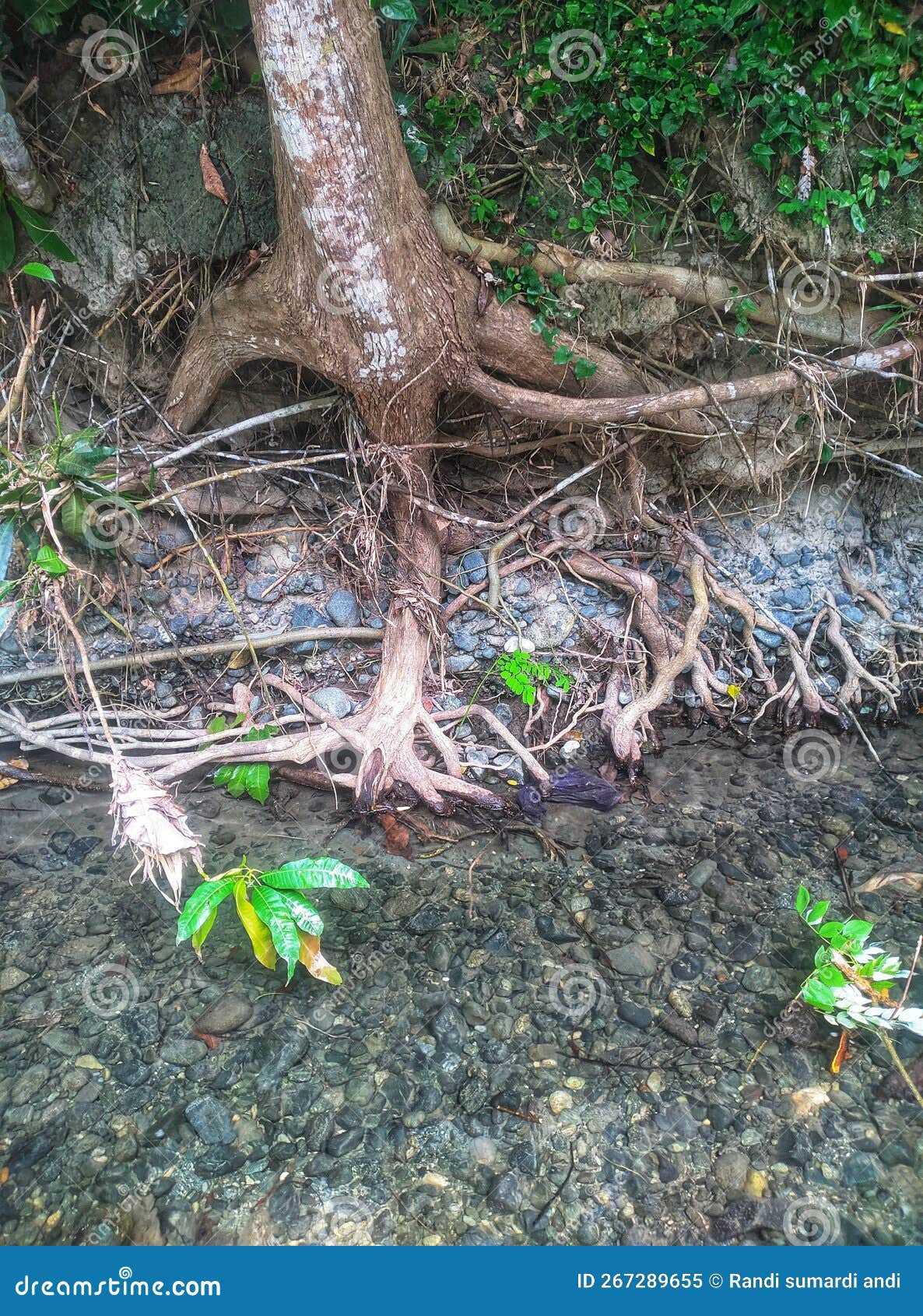 Mango Tree that Grows on the Edge of the River Stock Image - Image of ...