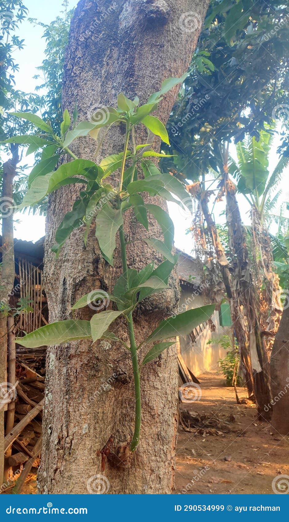 Mango Tree that Grows Shoots in the Middle of the Tree Stock Image ...