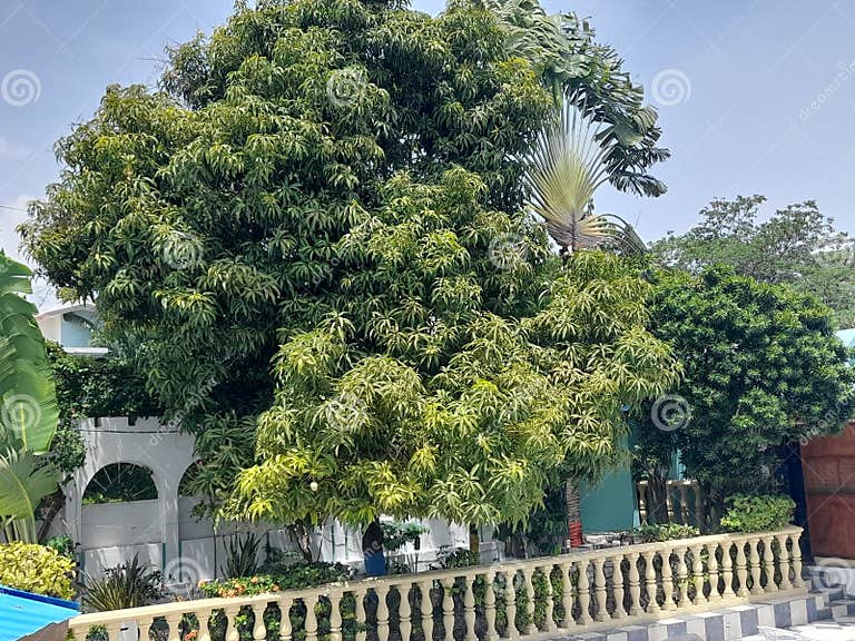 Mango tree haiti stock photo. Image of neighbourhood - 247726822