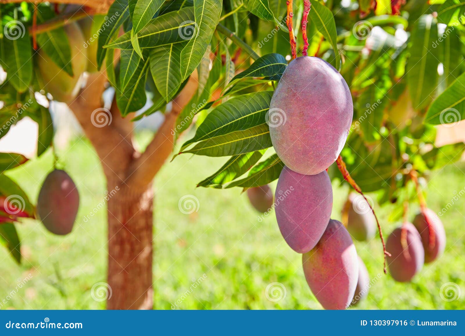 Mango Tree Leaves Are Pink Royalty-Free Stock Image | CartoonDealer.com ...