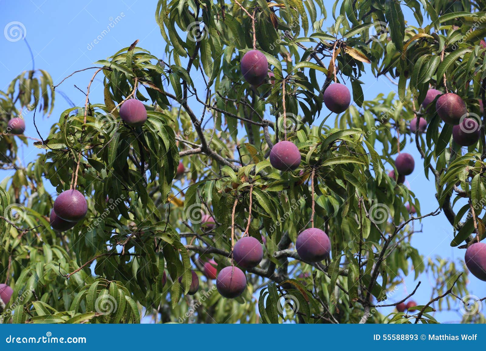 Mango Tree stock image. Image of america, season, mango - 55588893