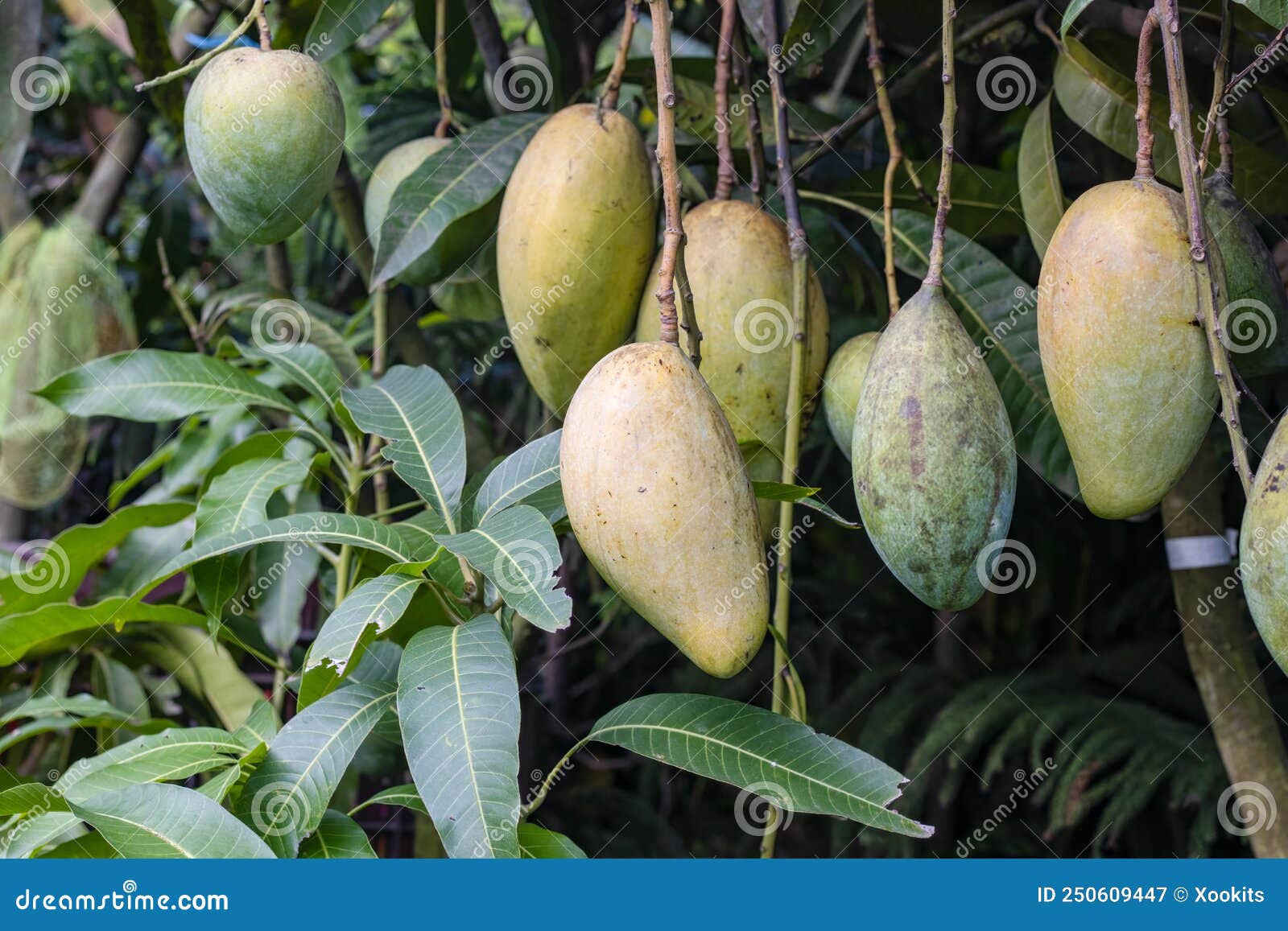 Mango Tree with Hanging Various Mangoes Close Up Stock Image - Image of ...