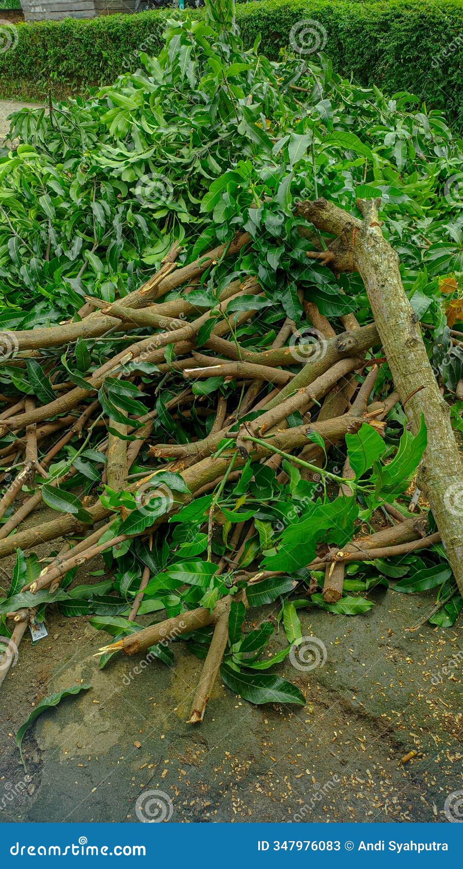 Mango Tree that Has Been Chopped by a Cutting Machine Stock Image ...