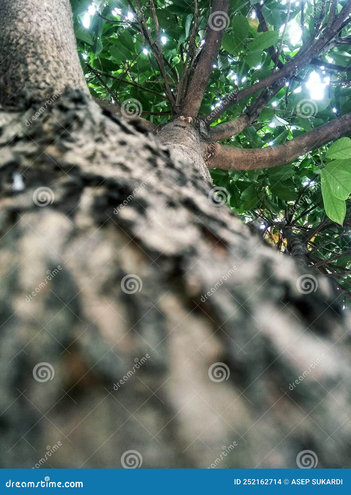 Mango Fruit Tree Trunk stock photo. Image of leaf, leaves - 252162714