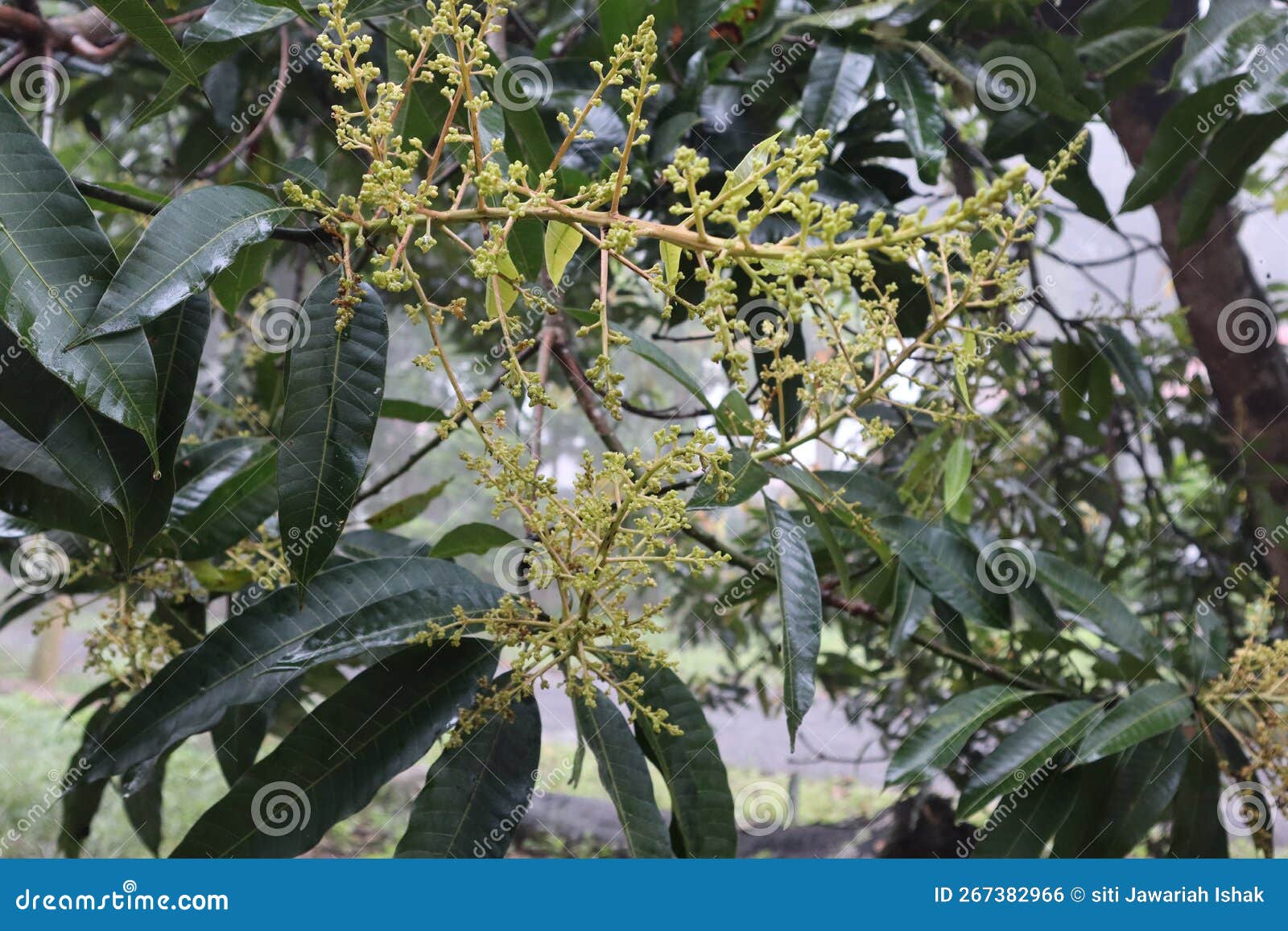 A Mango Tree that Has Never Flowered for Years Now Blooms in Abundance ...