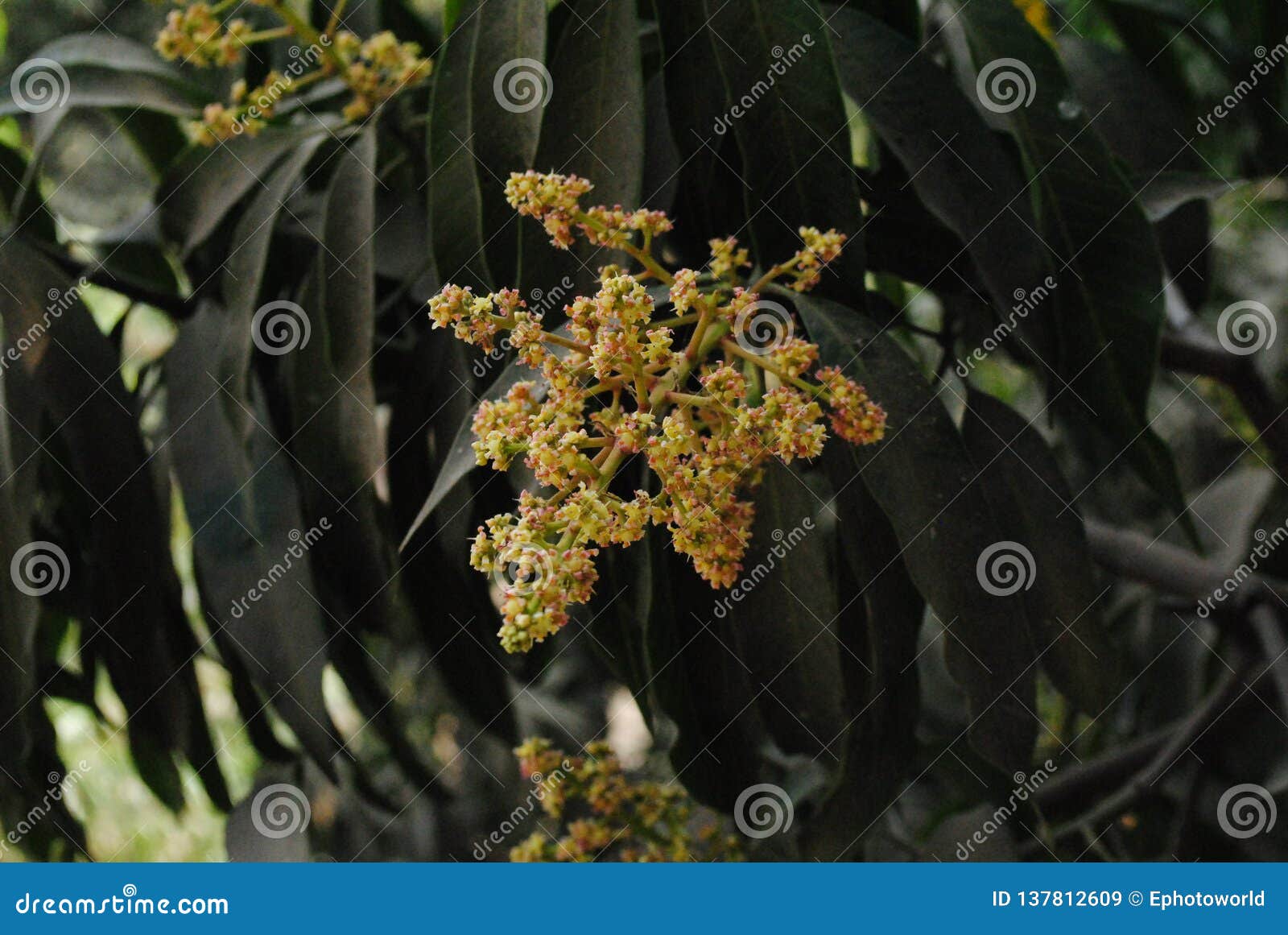 Mango Inflorescence Flowering Stage Stock Image - Image of stage, local ...