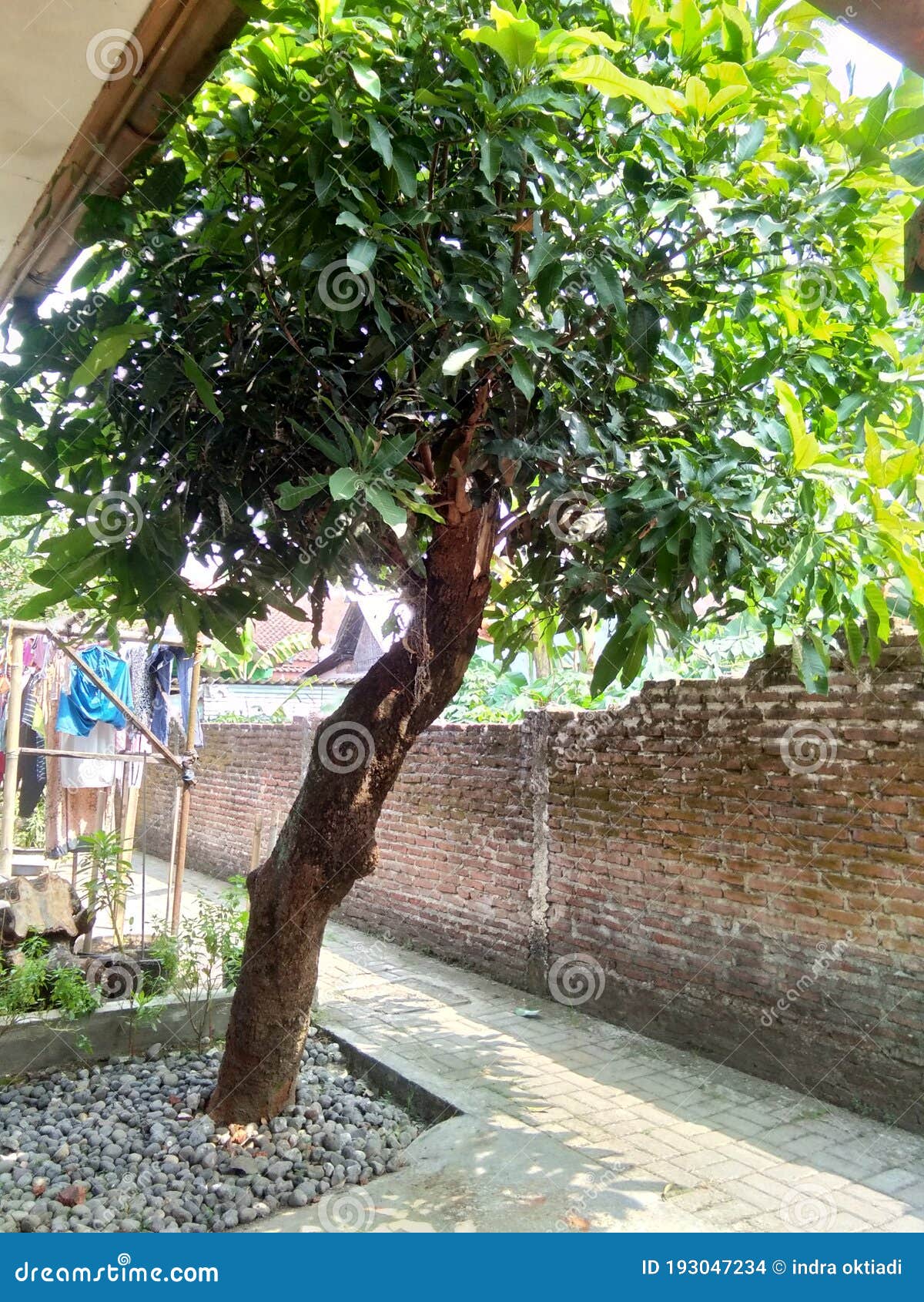 Mango tree in at home stock photo. Image of fruit, food - 193047234