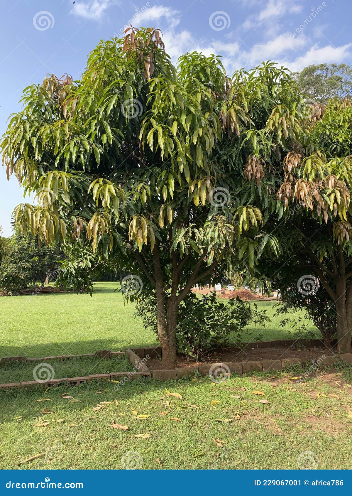 Mango tree stock image. Image of home, africa, tree - 229067001
