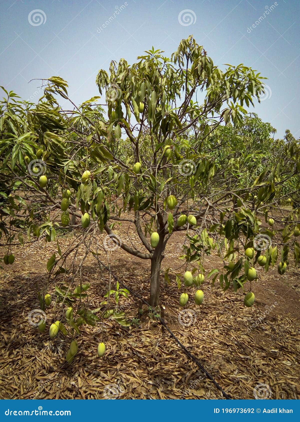 Mango tree in India stock photo. Image of delicious - 196973692