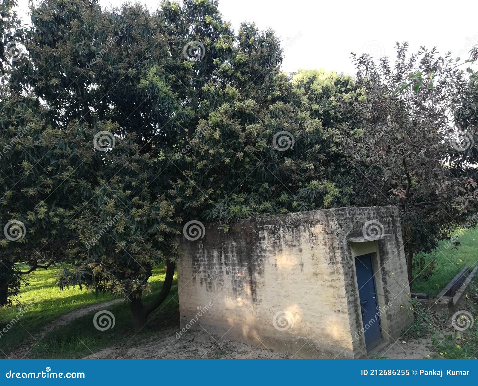 Mango Tree in India Aam Ki Manjari Stock Image - Image of tree, manjari ...