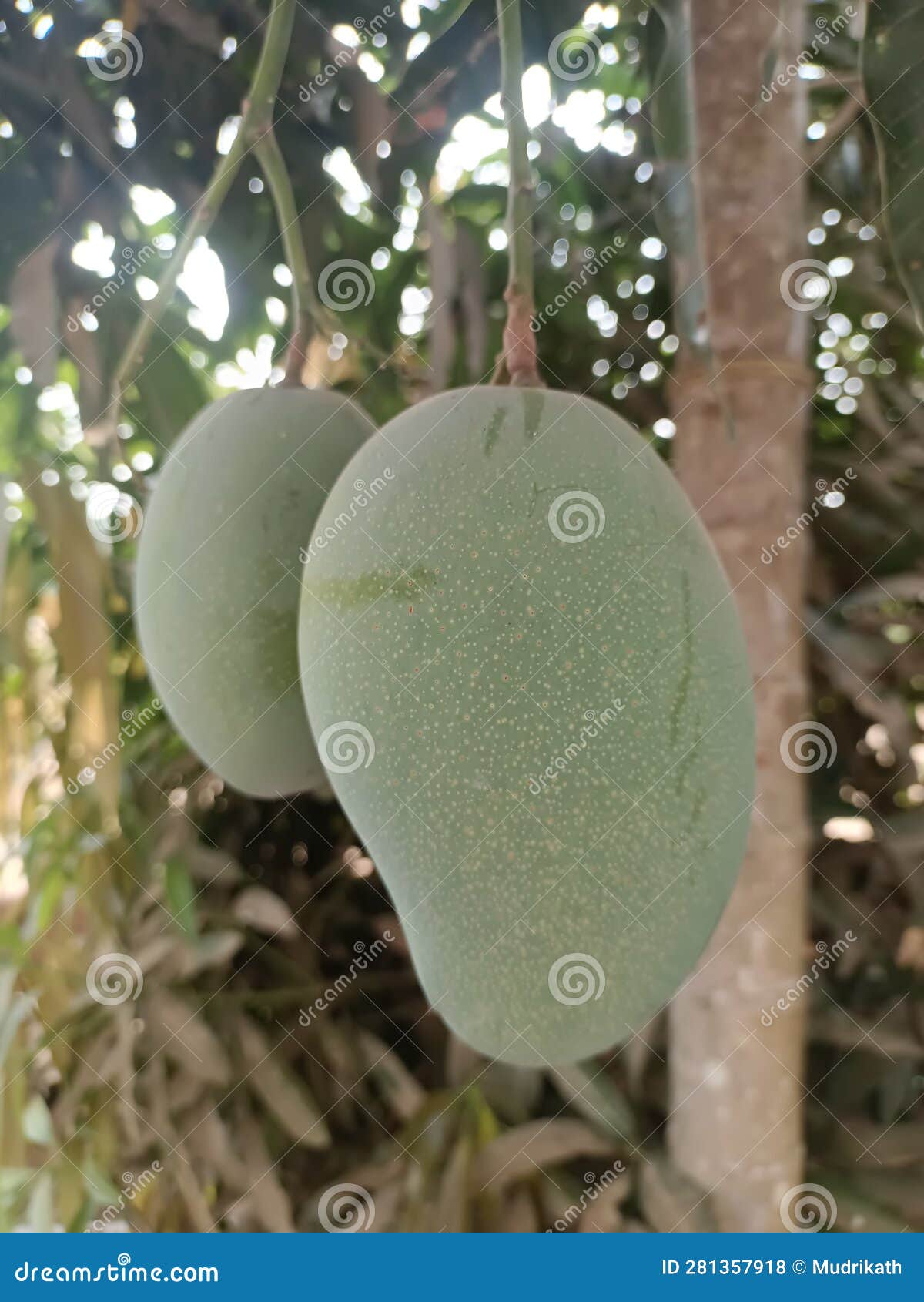 Mango Tree in India, Fresh Mangos in the Tree Stock Photo - Image of ...