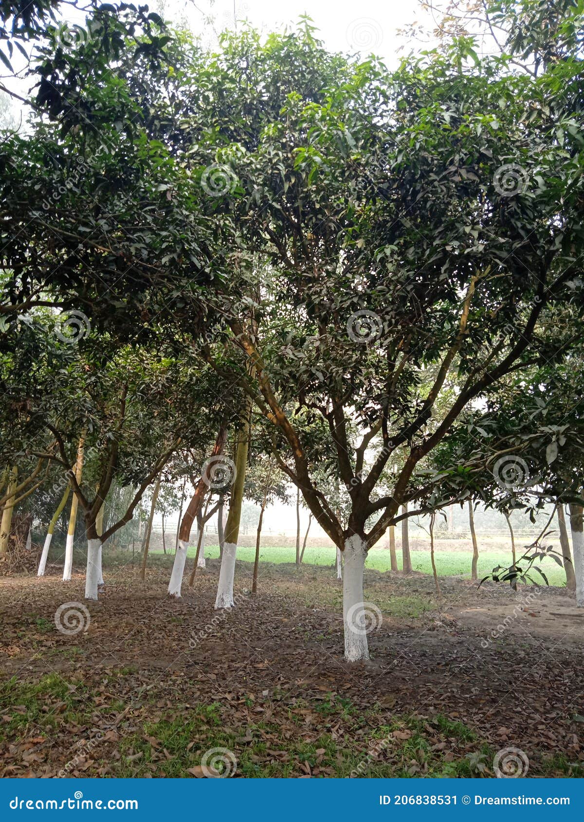 Mango Tree of India Picture Stock Image - Image of crop, fruit: 206838531