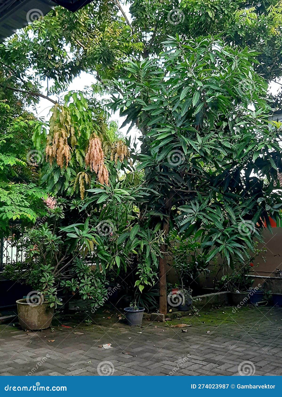 Mango tree in indonesia stock image. Image of indonesia - 274023987