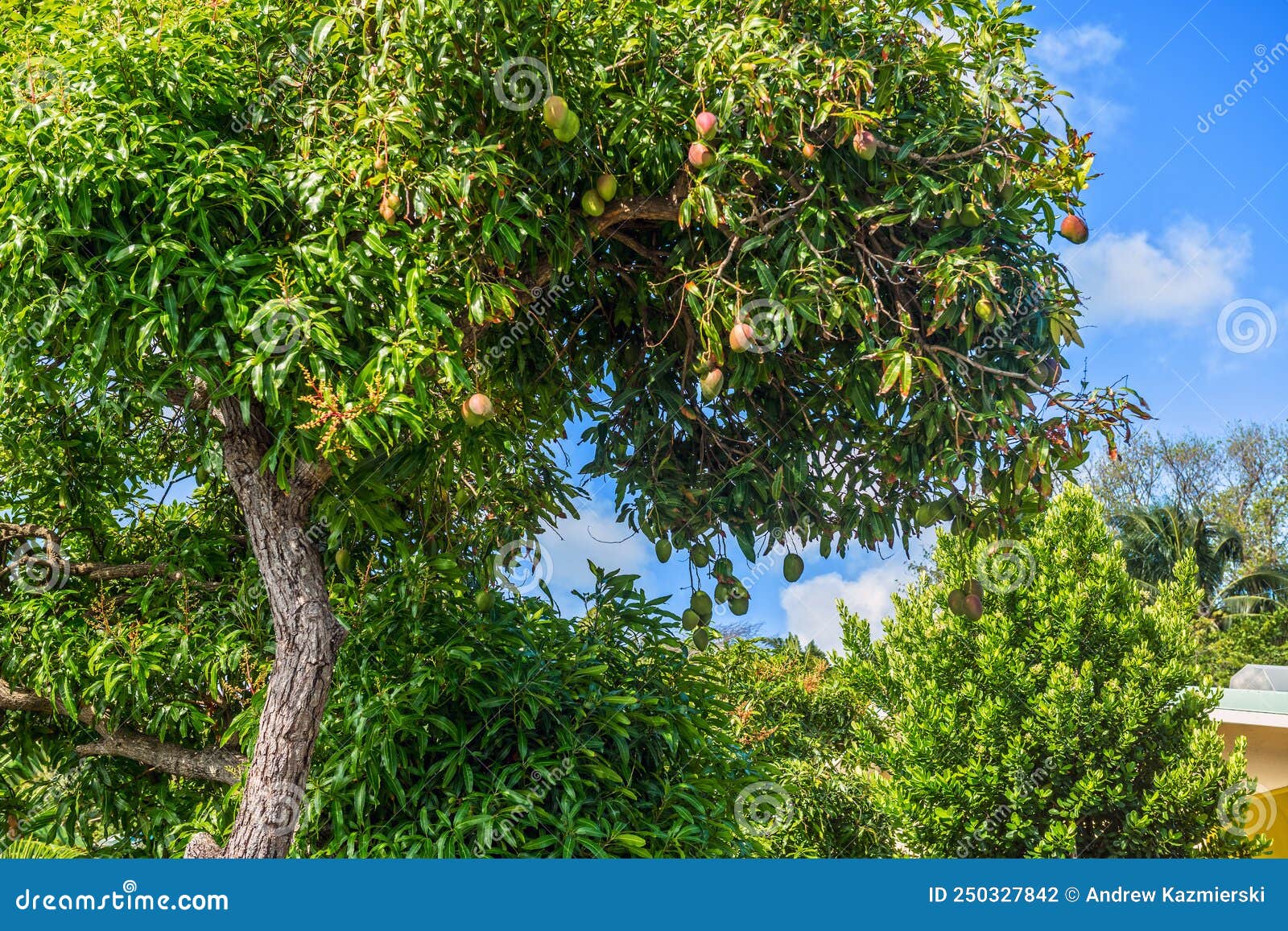 Mango Tree stock photo. Image of lucia, mango, orchard - 250327842