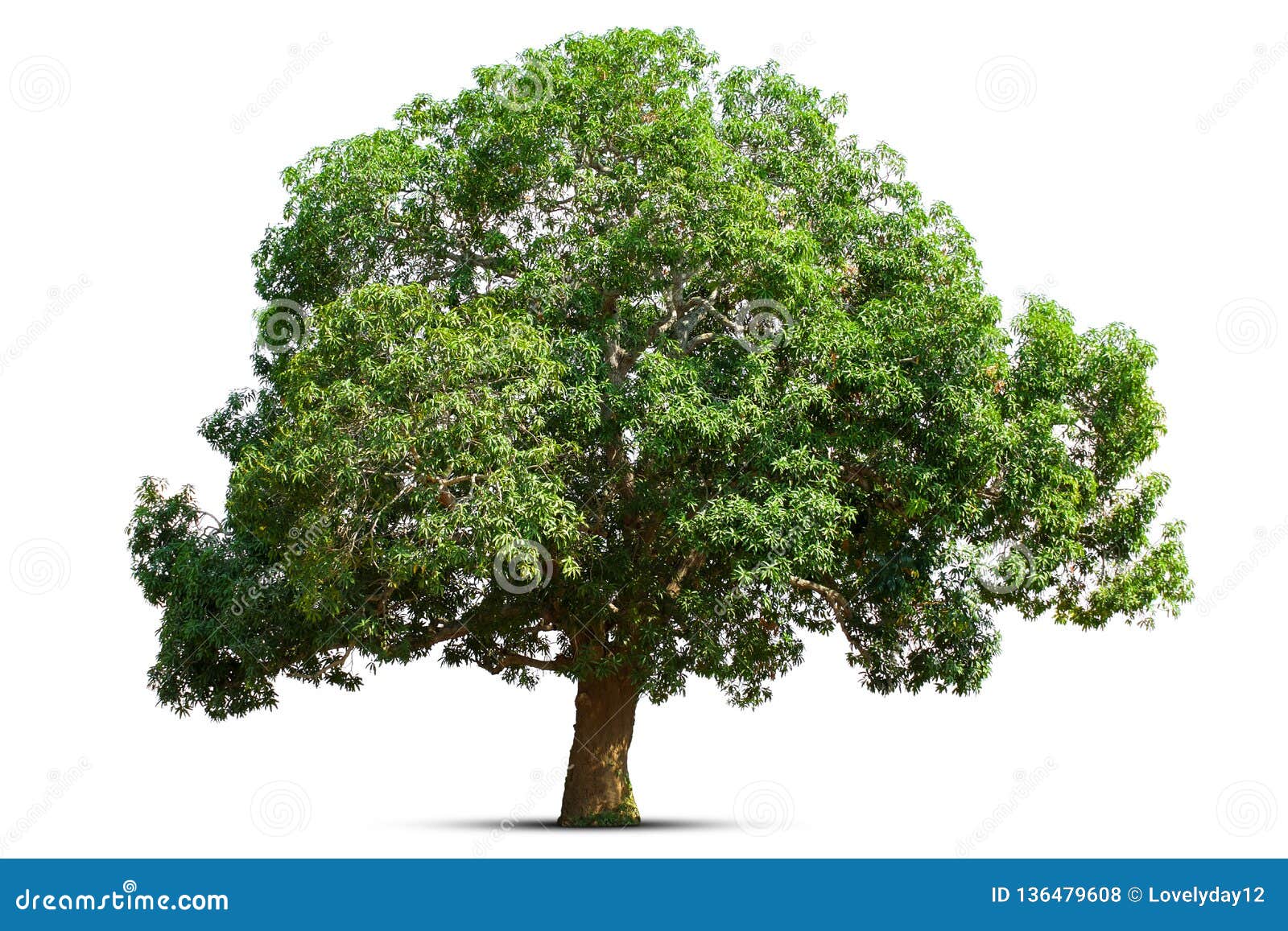 Mango Tree Isolate on White Stock Photo - Image of spring, foliage ...