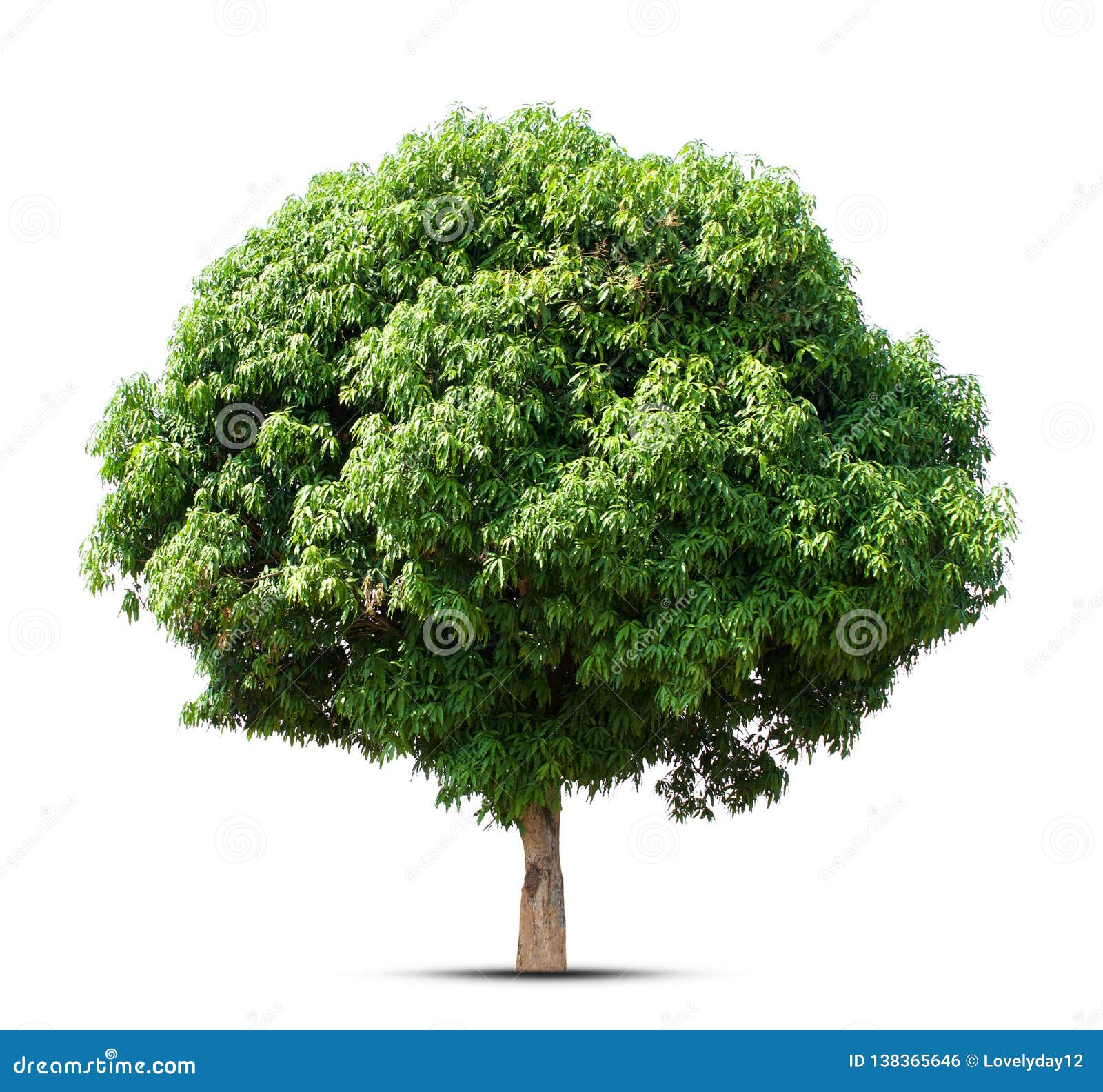 Mango Tree Isolate on White Stock Photo - Image of stem, wood: 138365646