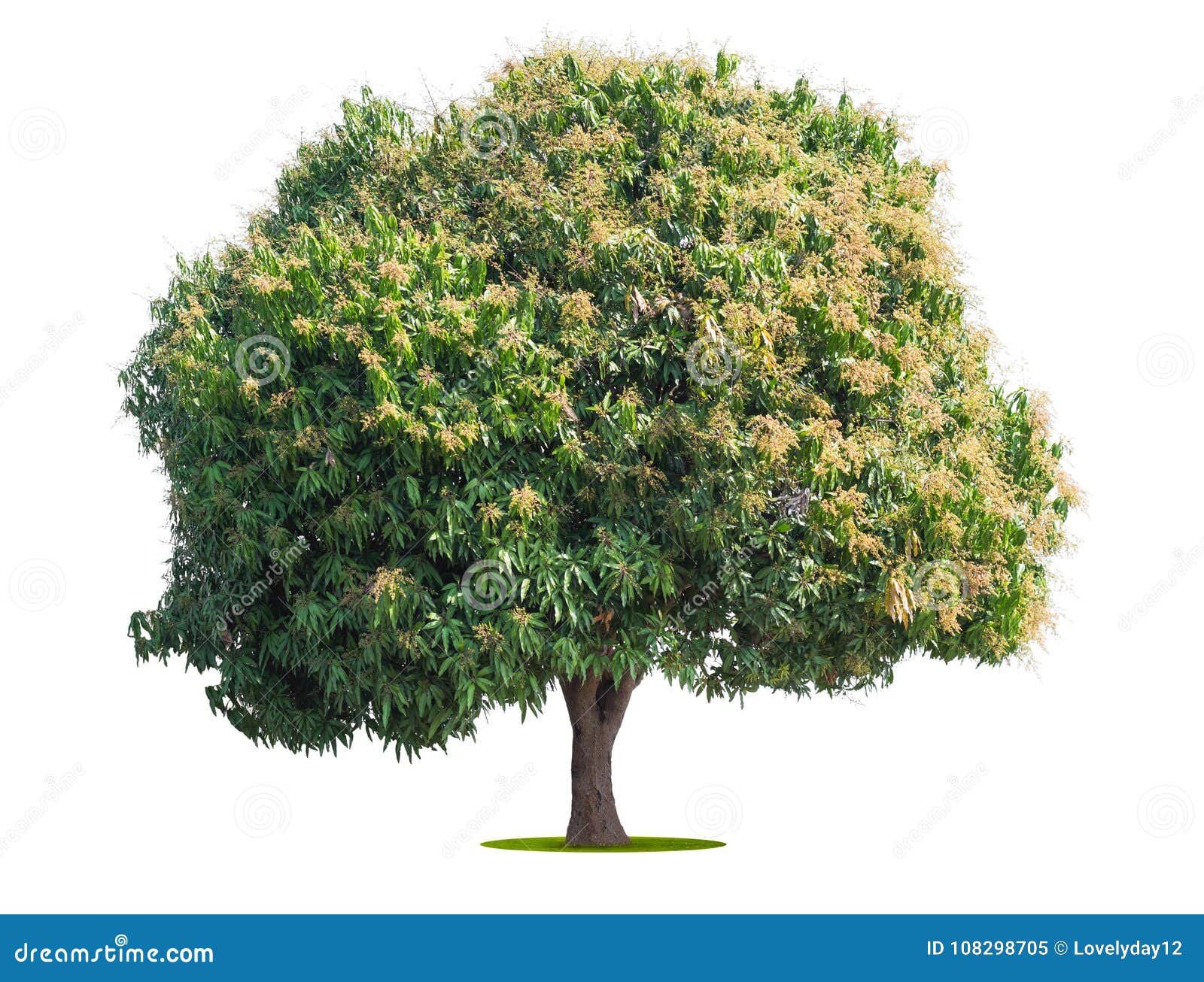 Mango And Mango Tree At Mango Orchad Stock Photography | CartoonDealer ...