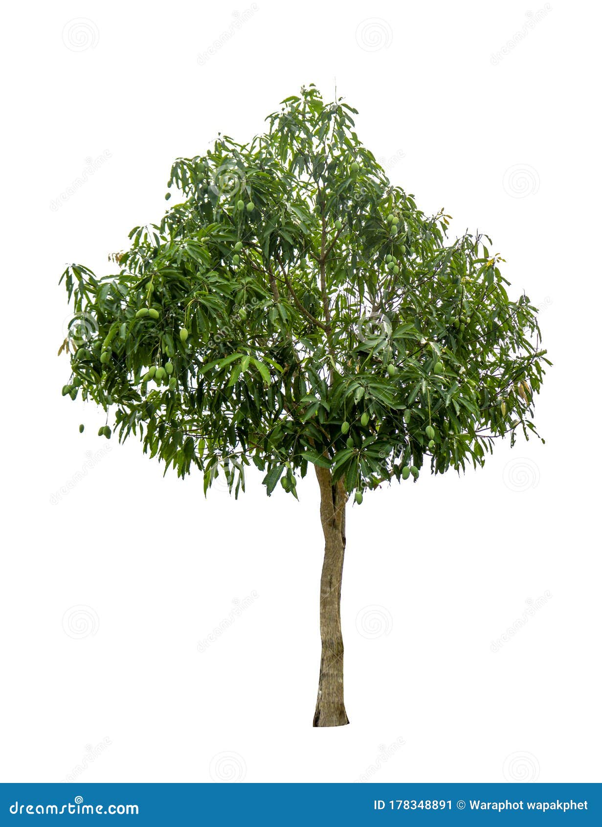 Mango Tree on Isolated White Background Stock Image - Image of young ...
