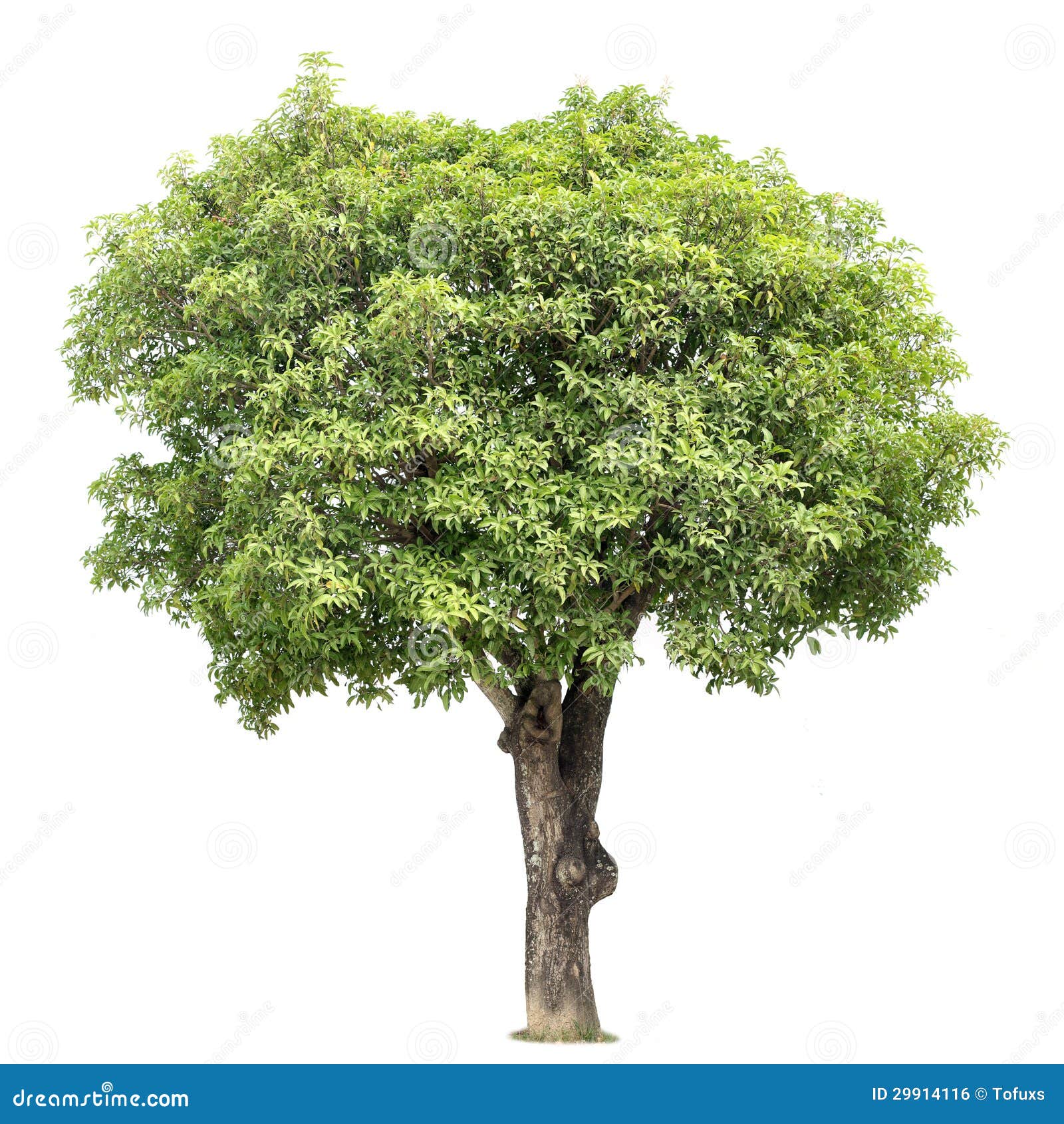 Mango Tree stock photo. Image of nature, natural, branch - 29914116