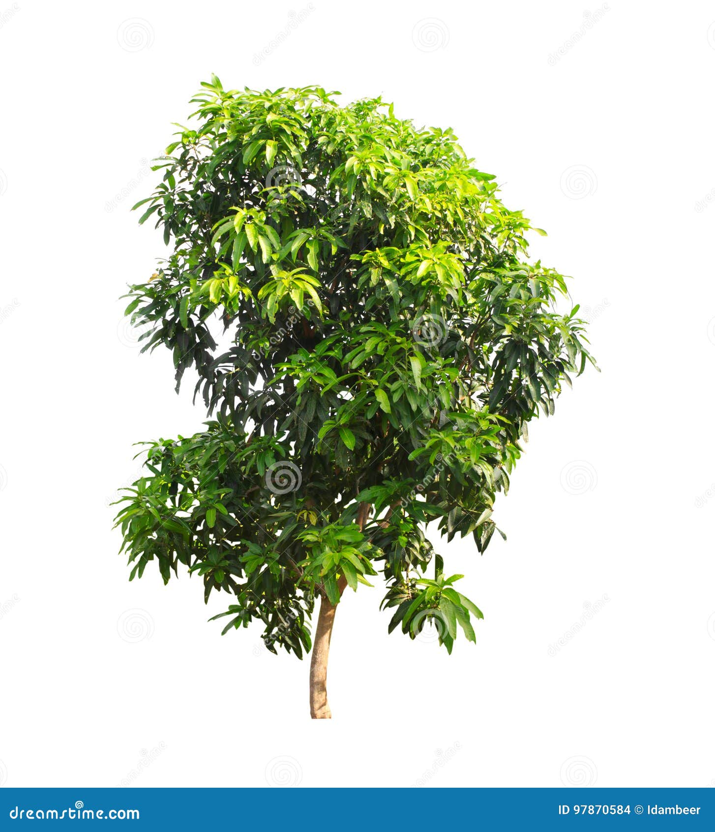 Mango tree stock photo. Image of leaf, spring, environment - 97870584
