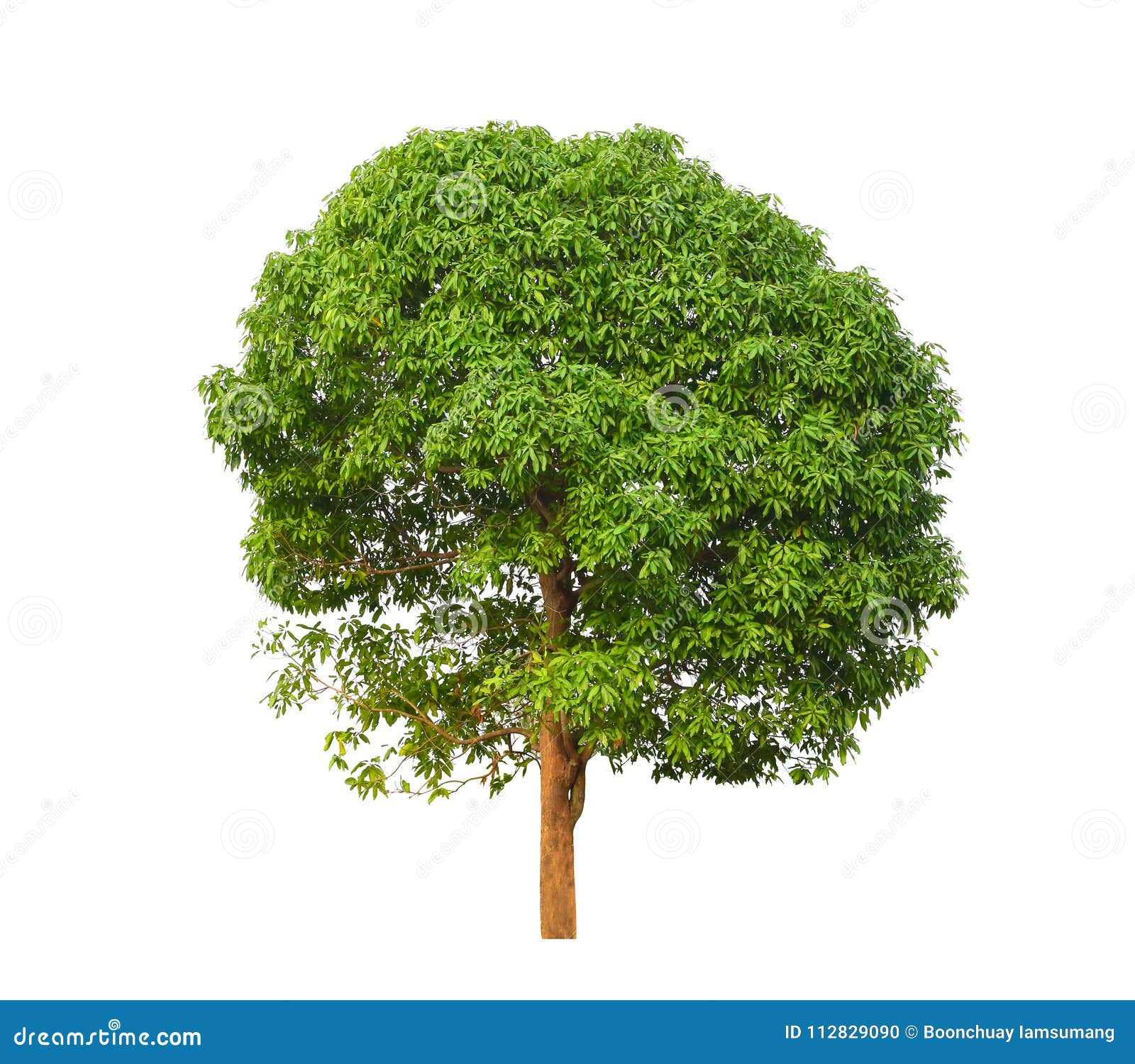 Mango Tree Isolated on White Stock Photo - Image of foliage, object ...