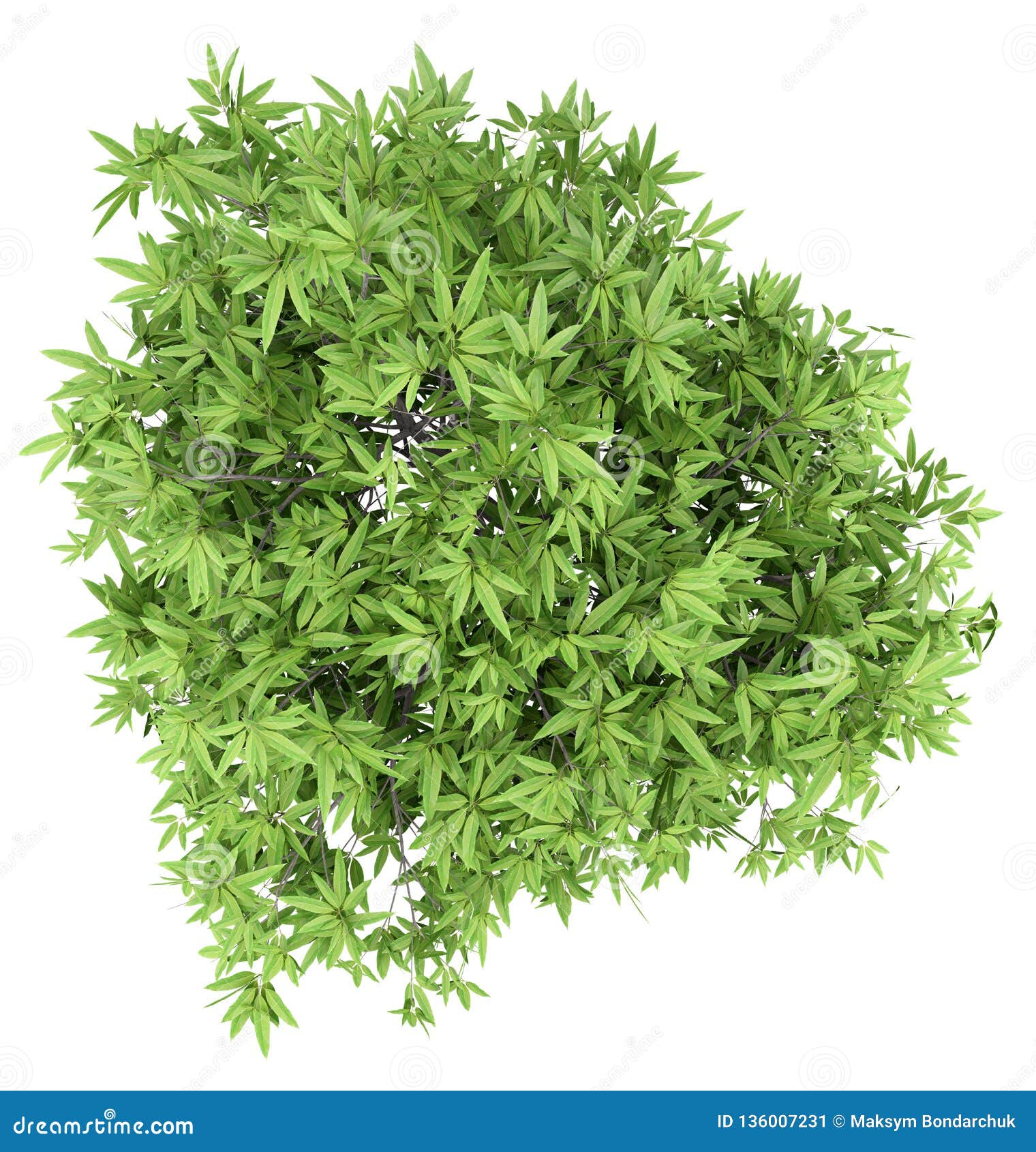 Mango Tree Isolated on White. Top View Stock Illustration ...