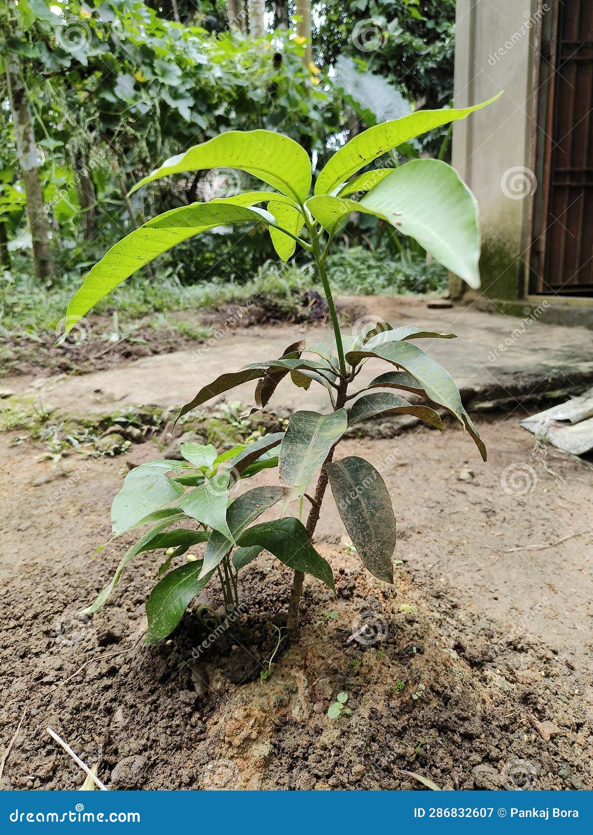 Mango tree at kampur assam stock image. Image of soil - 286832607