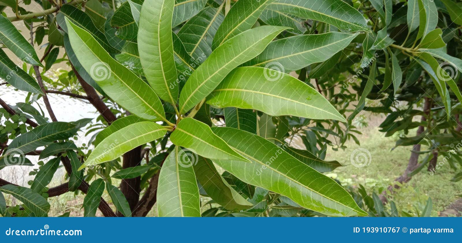 Mango Tree Leaf and Branches Stock Image - Image of leafs, green: 193910767