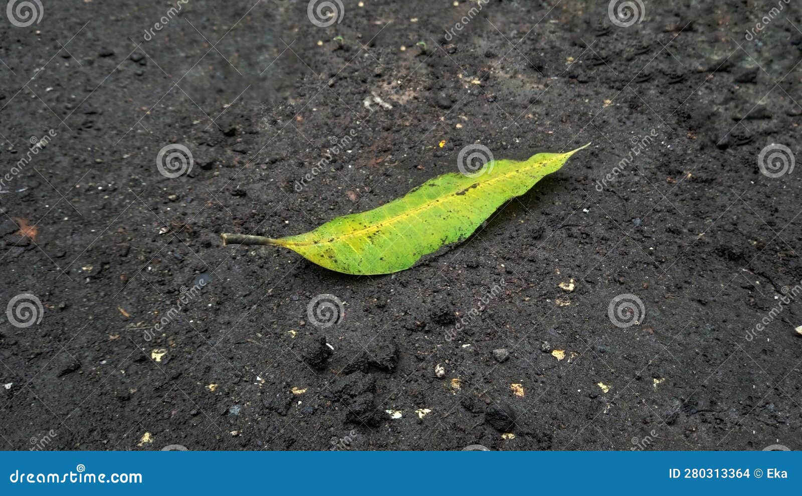 The Dried Leaves Have Fallen Off Stock Photo - Image of dried, drop ...