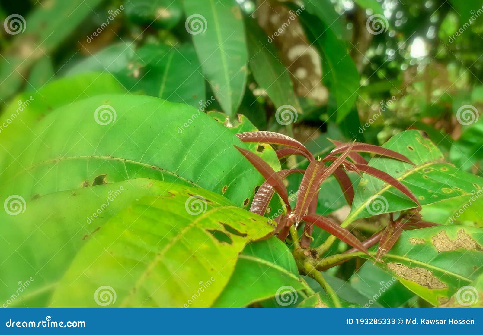Mango Tree Leaf -mango Leaf Stock Image - Image of natural, village ...