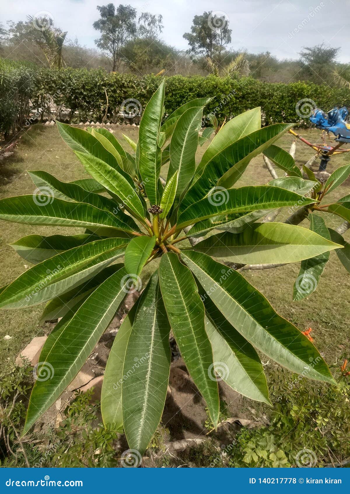 MANGO TREE LEAF stock photo. Image of india, tree, colour - 140217778