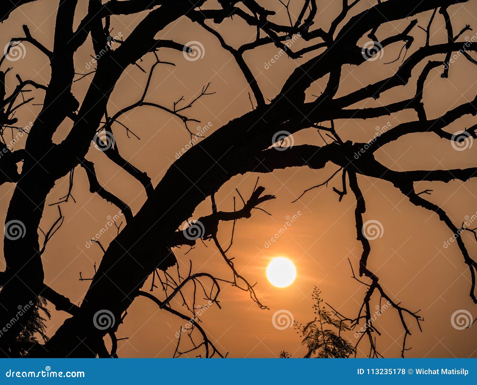 Mango Tree without Leaves Behind the Sunrise Stock Photo - Image of ...